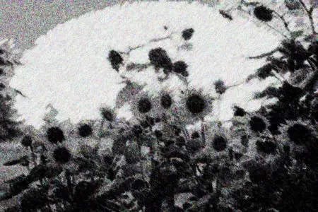 Do Ladybugs Sleep? The Ladybugs Nocturnal and Sleep Habits