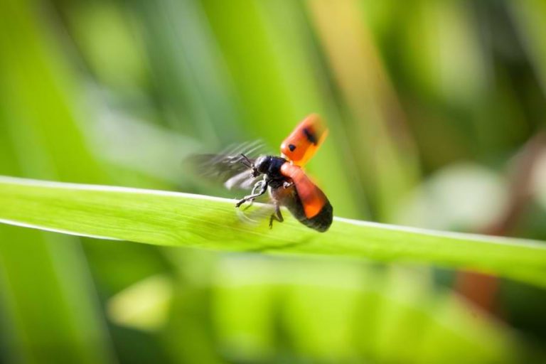 how ladybugs fly – ladybug in flight | Ladybug Planet