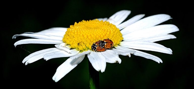 When Do Ladybugs Mate? Ladybug Mating and Reproduction Process