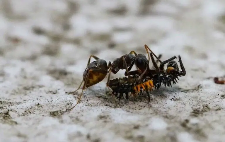 Do Ladybugs Eat Ants? - When Ants and Ladybugs Clash!