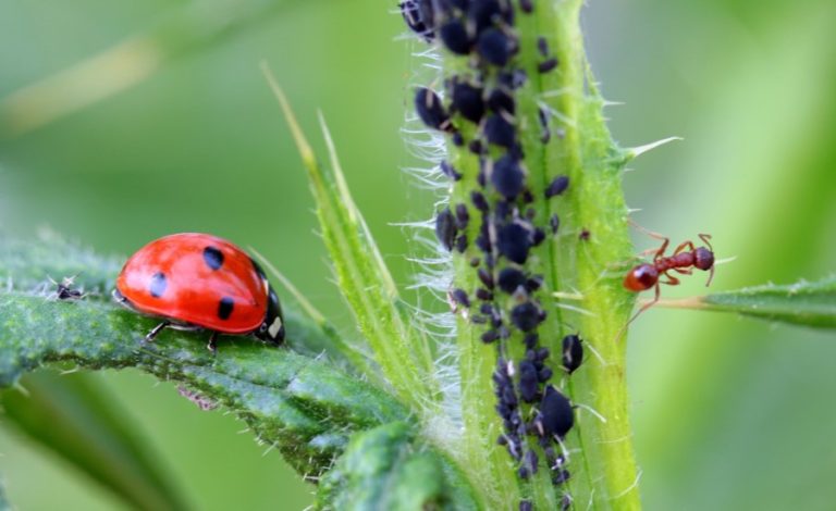 Do Ladybugs Eat Ants? - When Ants and Ladybugs Clash!