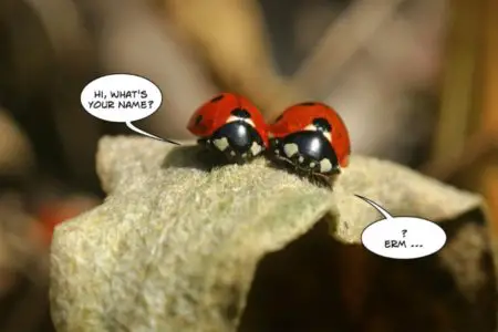 Ladybug, Ladybird, or Lady Beetle? - What’s The Difference?