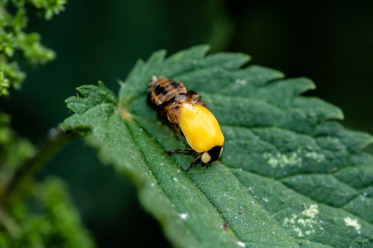The 101 Guide to Ladybugs, Varieties, Habitat, Diet, Anatomy and More