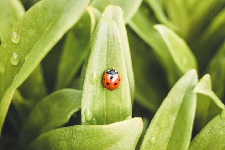 The 101 Guide to Ladybugs, Varieties, Habitat, Diet, Anatomy and More