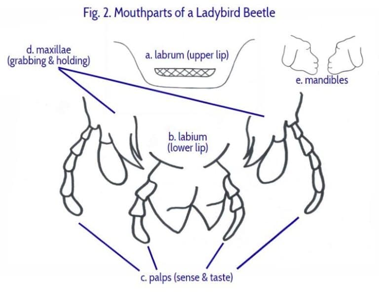 How Many Legs Does a Ladybug Have - the Anatomy of a Ladybug