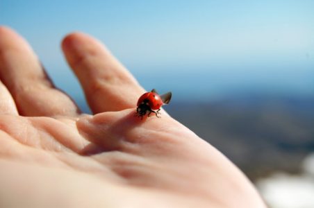 Do Ladybugs Bite? Which Ones, Why, and What To Do About It