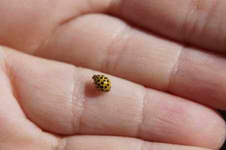 Do Ladybugs Bite? Which Ones, Why, and What To Do About It