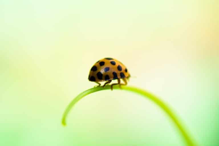 Do Ladybugs like Light? What Else Attracts Ladybugs?